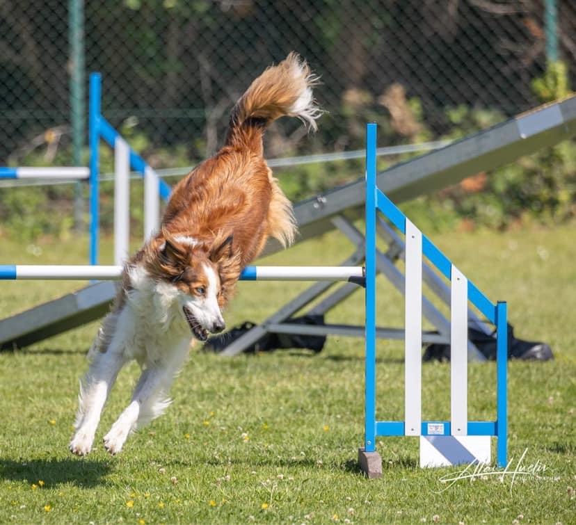 AGILITY GALLERY – PAWS AGILITY CLUB JERSEY
