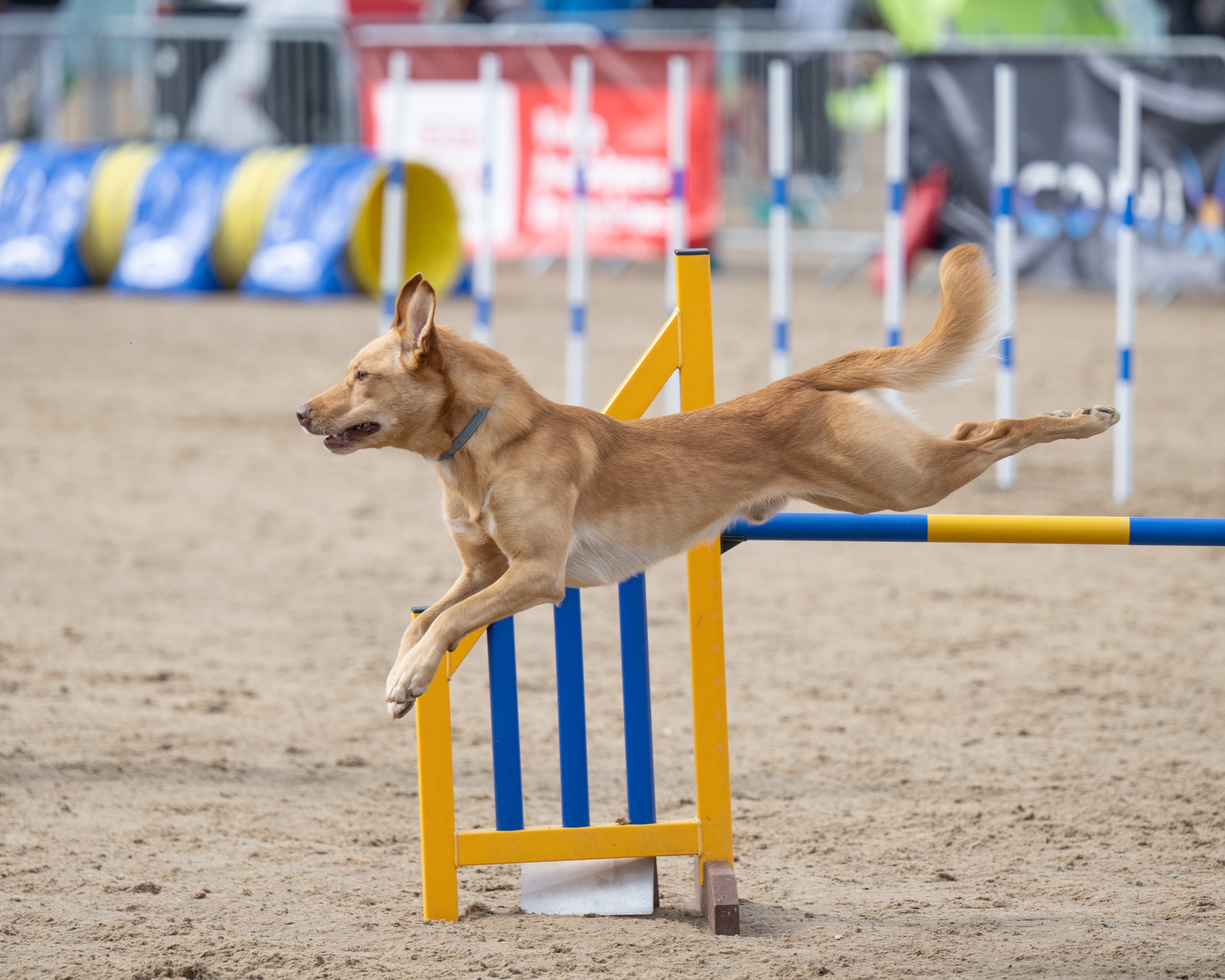 PAWS AGILITY CLUB JERSEY