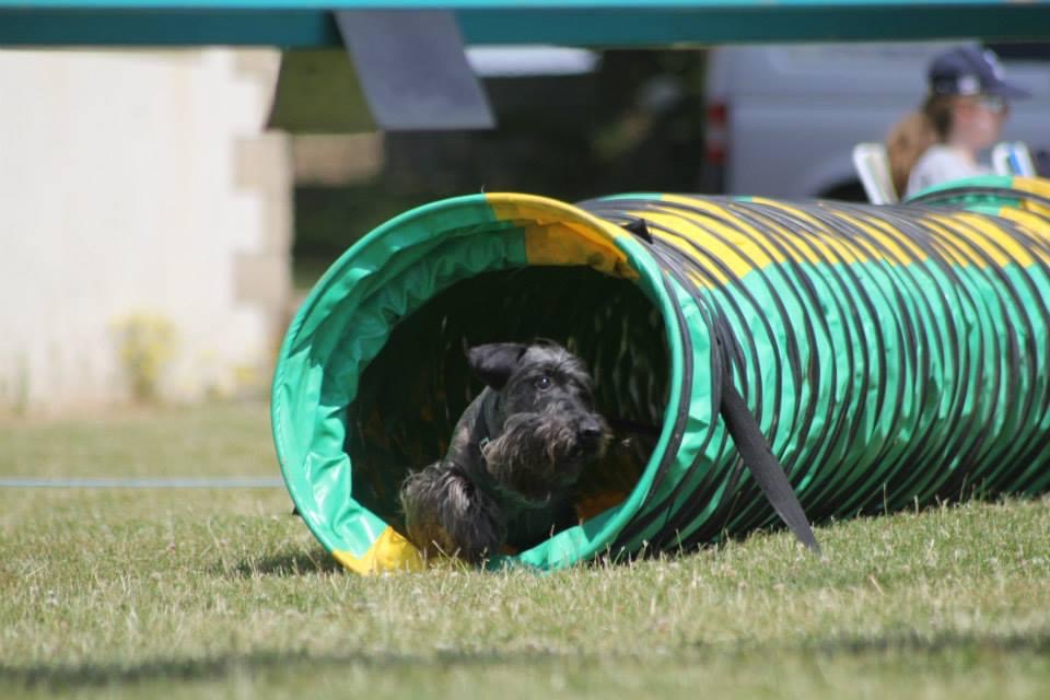 AGILITY GALLERY – PAWS AGILITY CLUB JERSEY