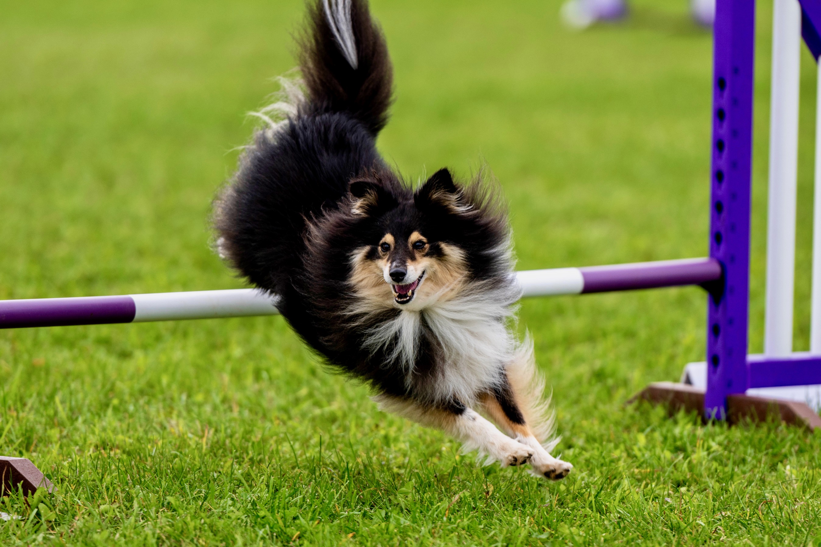 ABOUT US – PAWS AGILITY CLUB JERSEY