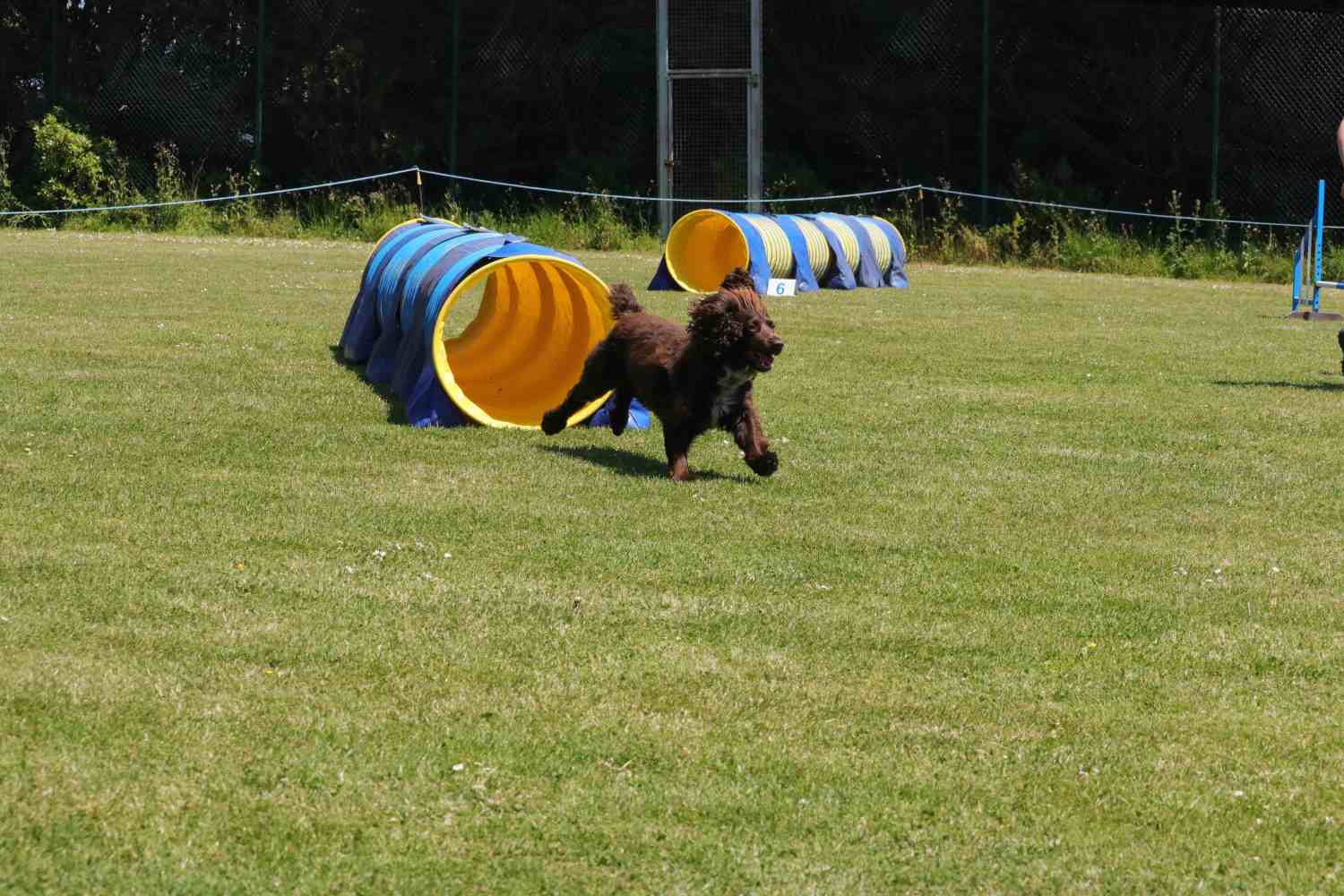 PAWS AGILITY CLUB JERSEY