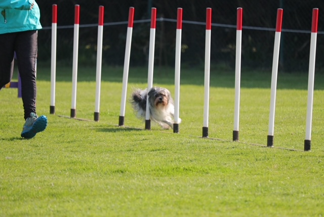 PAWS AGILITY CLUB JERSEY