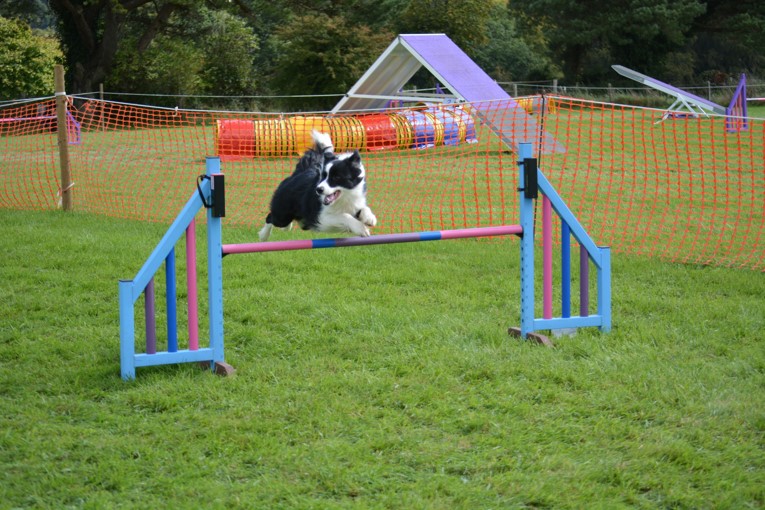 AGILITY GALLERY – PAWS AGILITY CLUB JERSEY