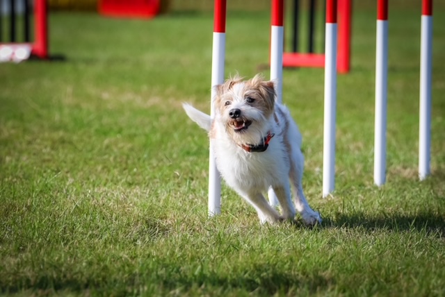 AGILITY GALLERY – PAWS AGILITY CLUB JERSEY